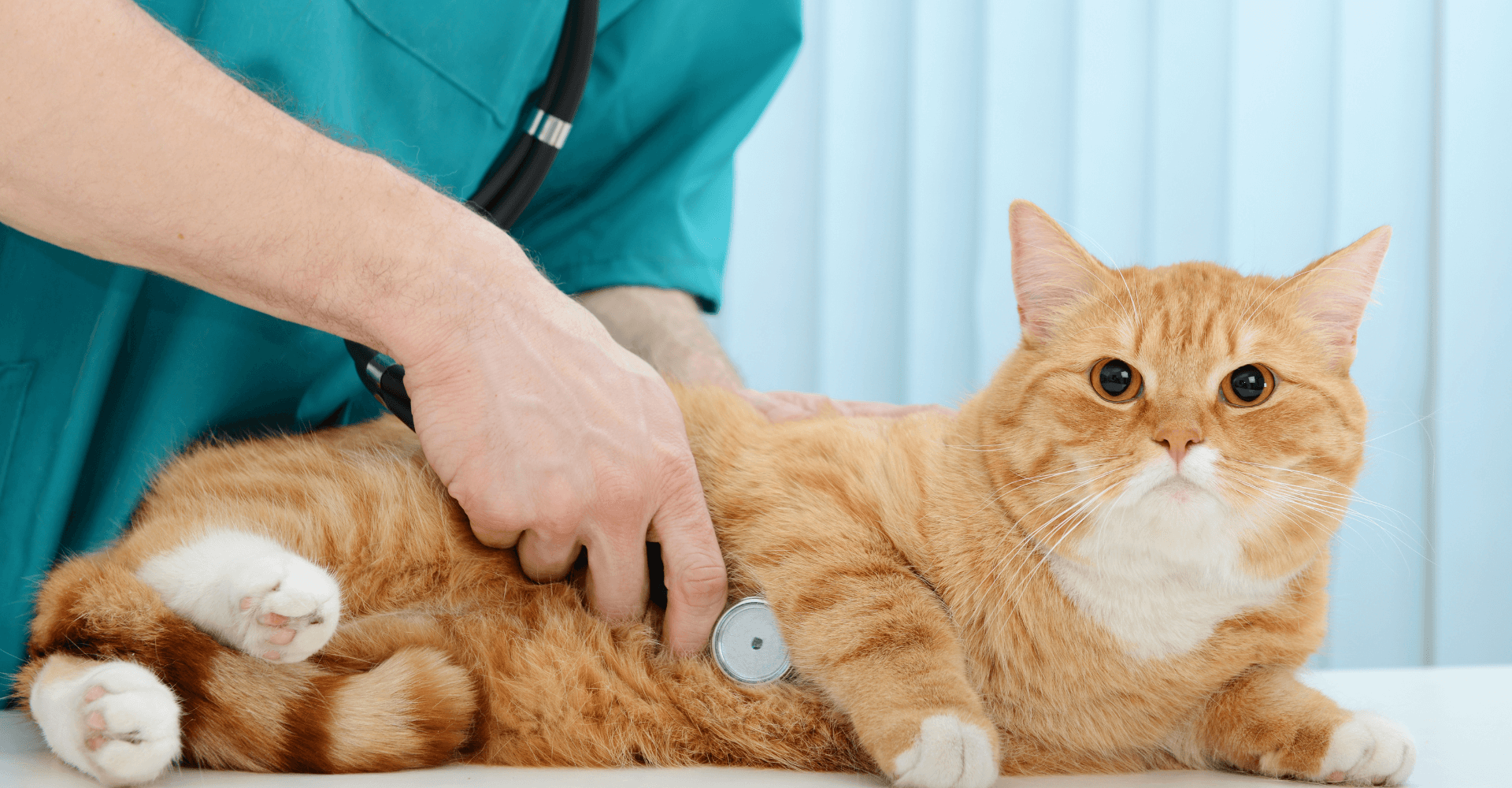 Check-In Form | Animal Urgent Care