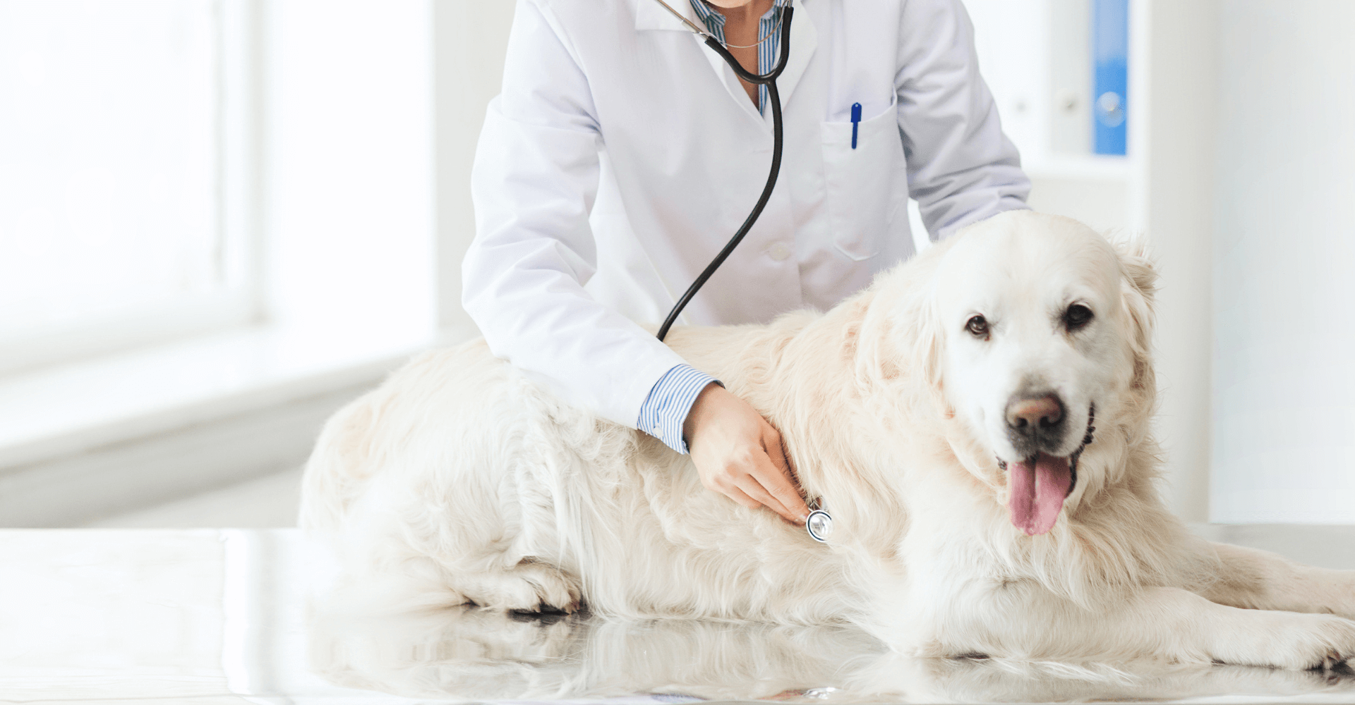 Pet Euthanasia Services in Crown Point, IN | Animal Urgent Care